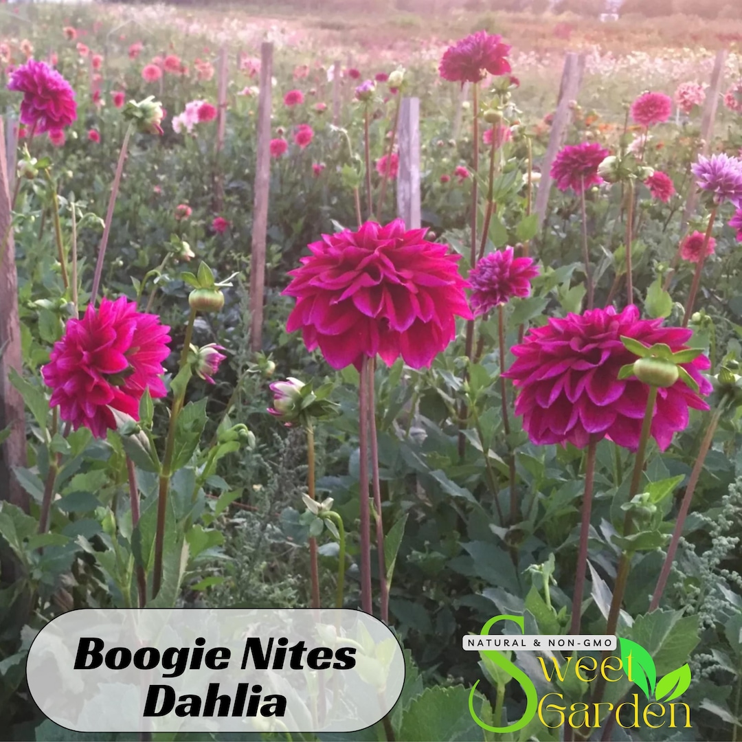 Boogie Nites Dahlia Seeds - Perennial - Authentic Seeds - Flowers ...