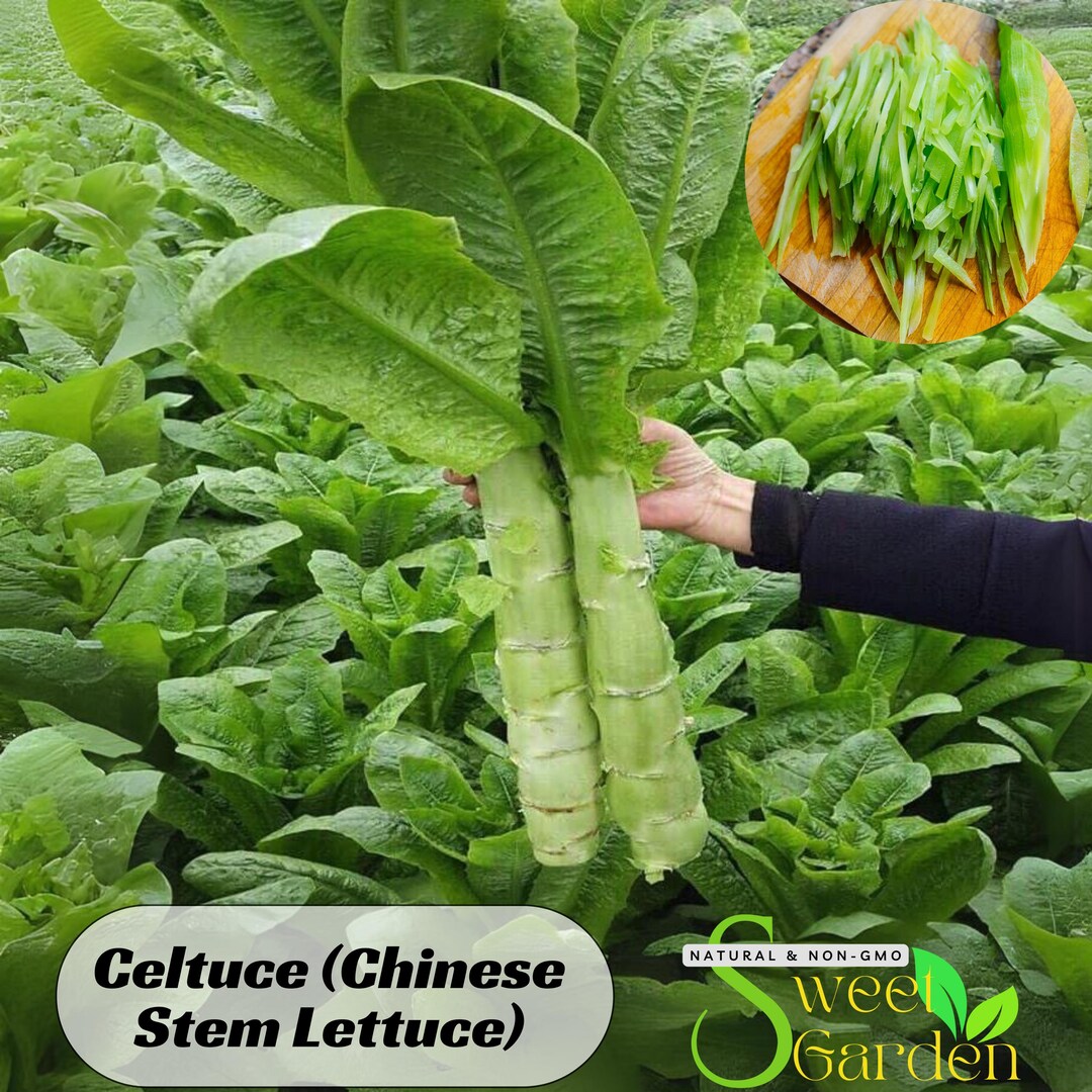 25 Seeds| Celtuce Seeds (chinese Stem Lettuce)-perennial -authentic ...