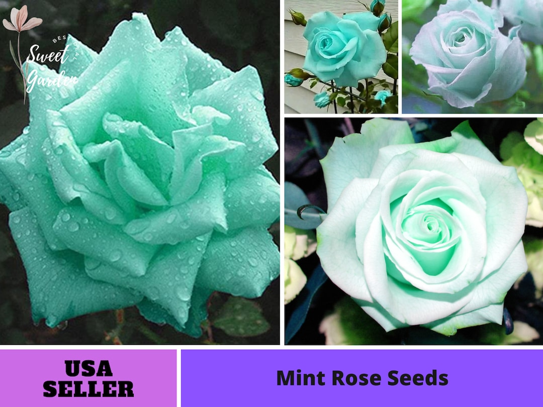 Mint Rose Seeds Perennial Authentic Seeds Flowers Easy to Grow Climbing ...