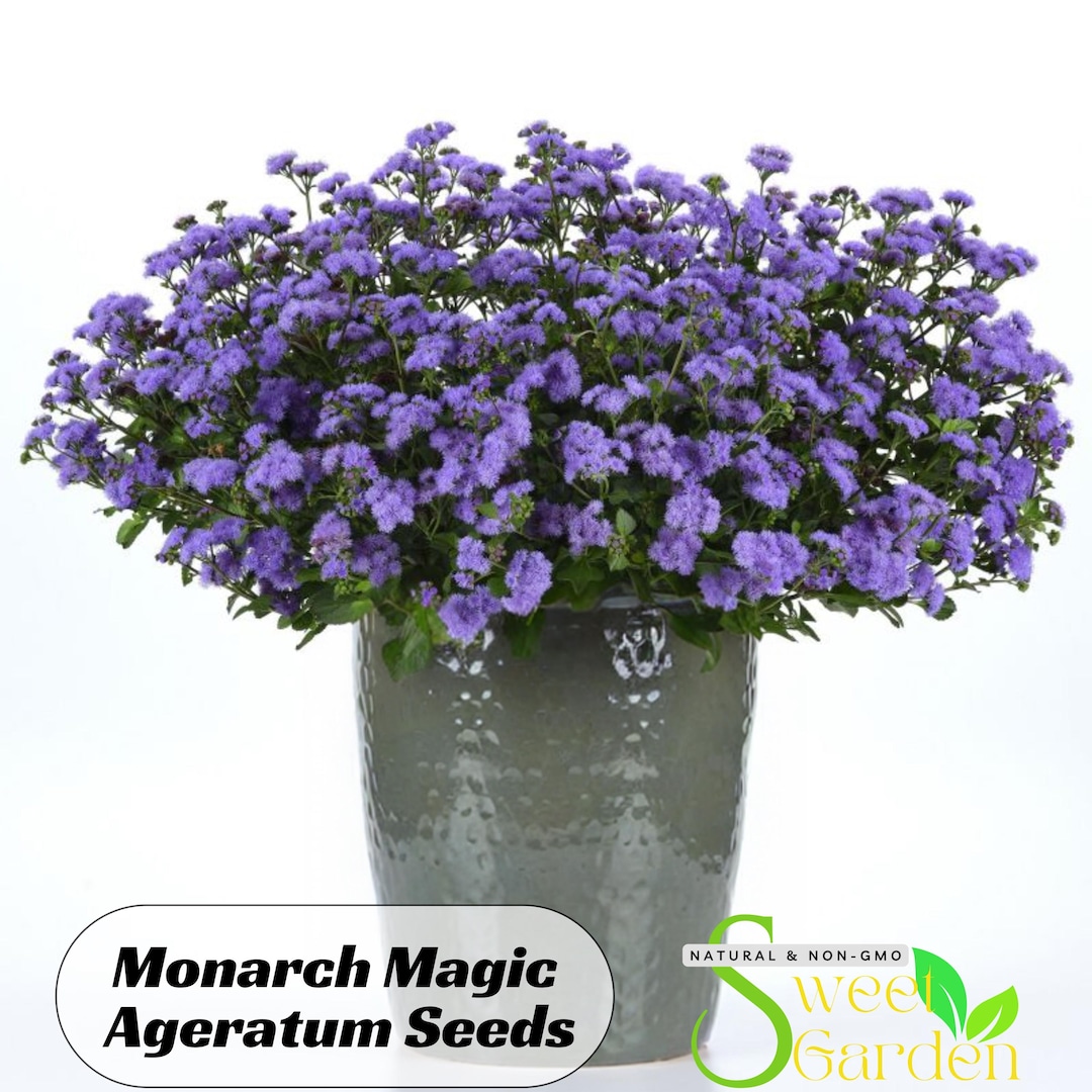 Monarch Magic Ageratum Seeds - Cold Resistant - Open-pollinating ...