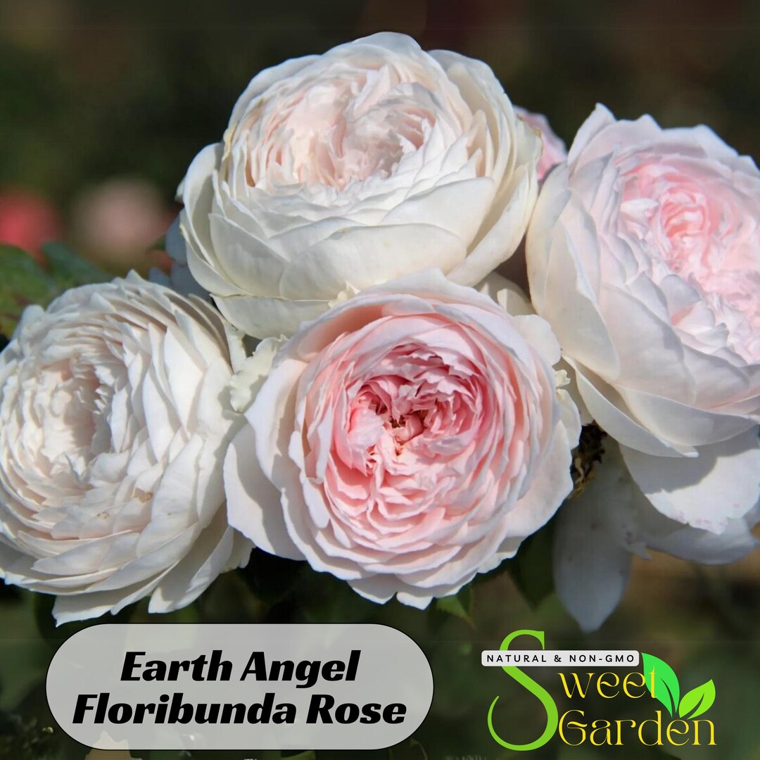 Earth Angel Rose Seeds - Perennial - Authentic Seeds - Flowers - Easy ...