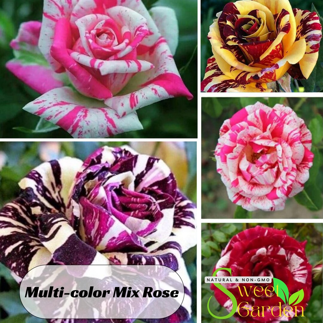 Muti- Color Mix Rose Seeds - Perennial -authentic Seeds-flowers ...
