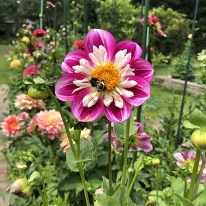Bumble Rumble Dahlia Seeds - Perennial - Authentic Seeds - Flowers ...