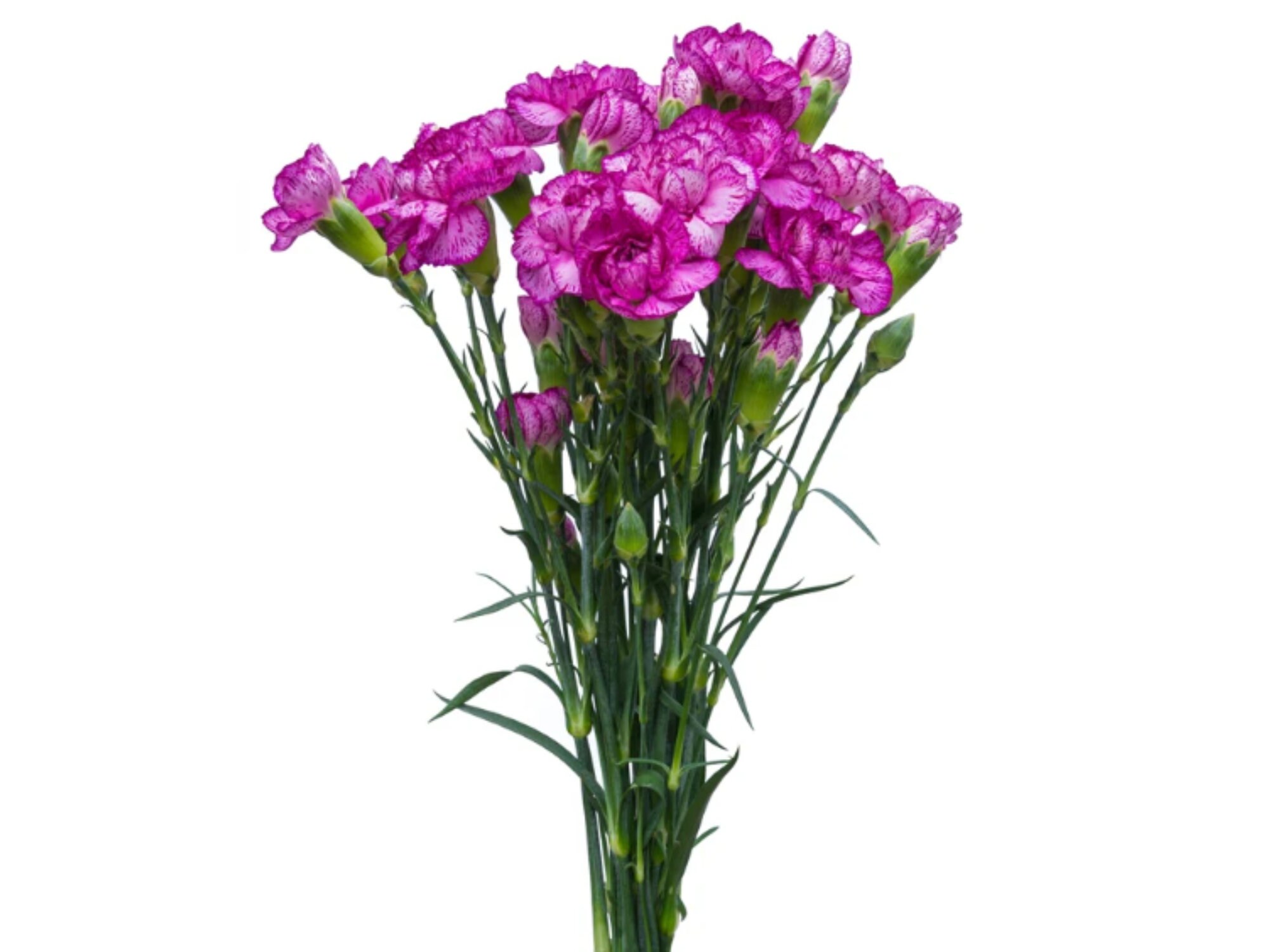 30s|violet White Purple Mini Carnation - Authentic Seeds - Dianthus ...