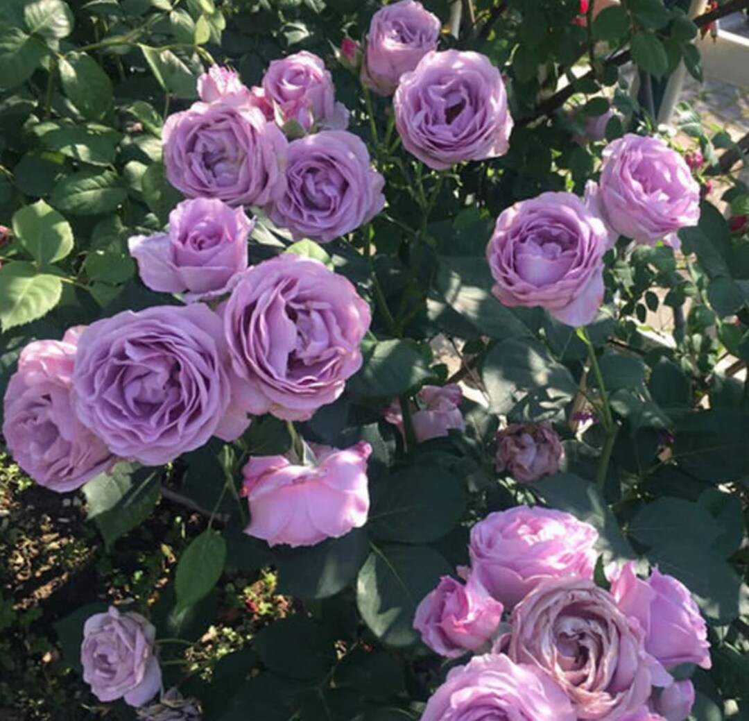 Purple Climbing Rose Seeds - Perennial - Authentic Seeds - Flowers ...