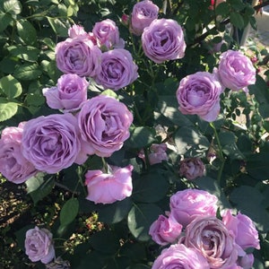 Purple Climbing Rose Seeds - Perennial - Authentic Seeds - Flowers ...