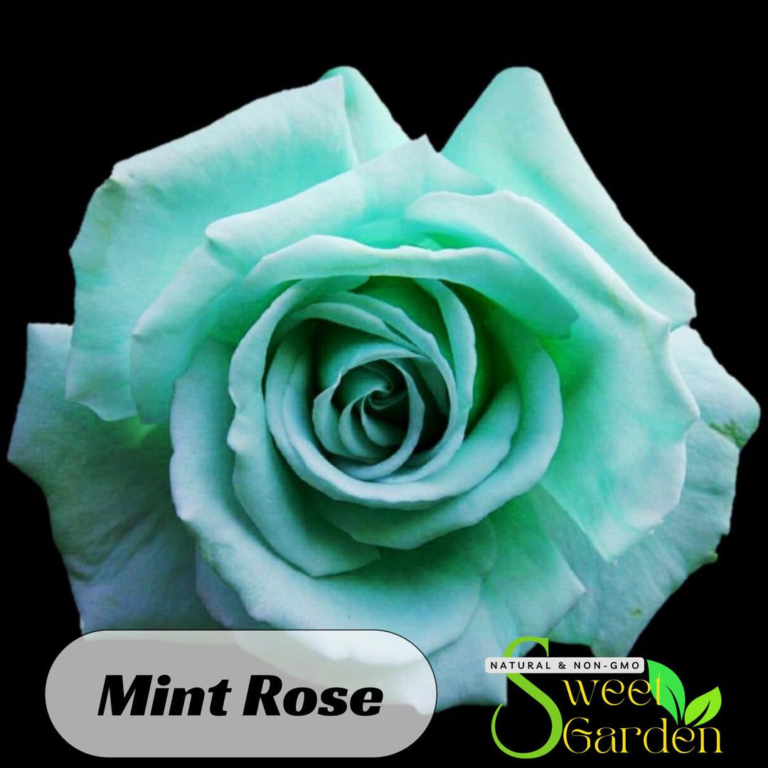 Mint Rose Seeds - Perennial - Authentic Seeds - Flowers - Easy to Grow ...