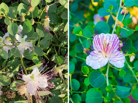 Capers Flower
