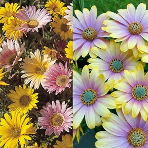 Africa Daisy Mix Seeds | Heirloom Perennial Flowers - Etsy