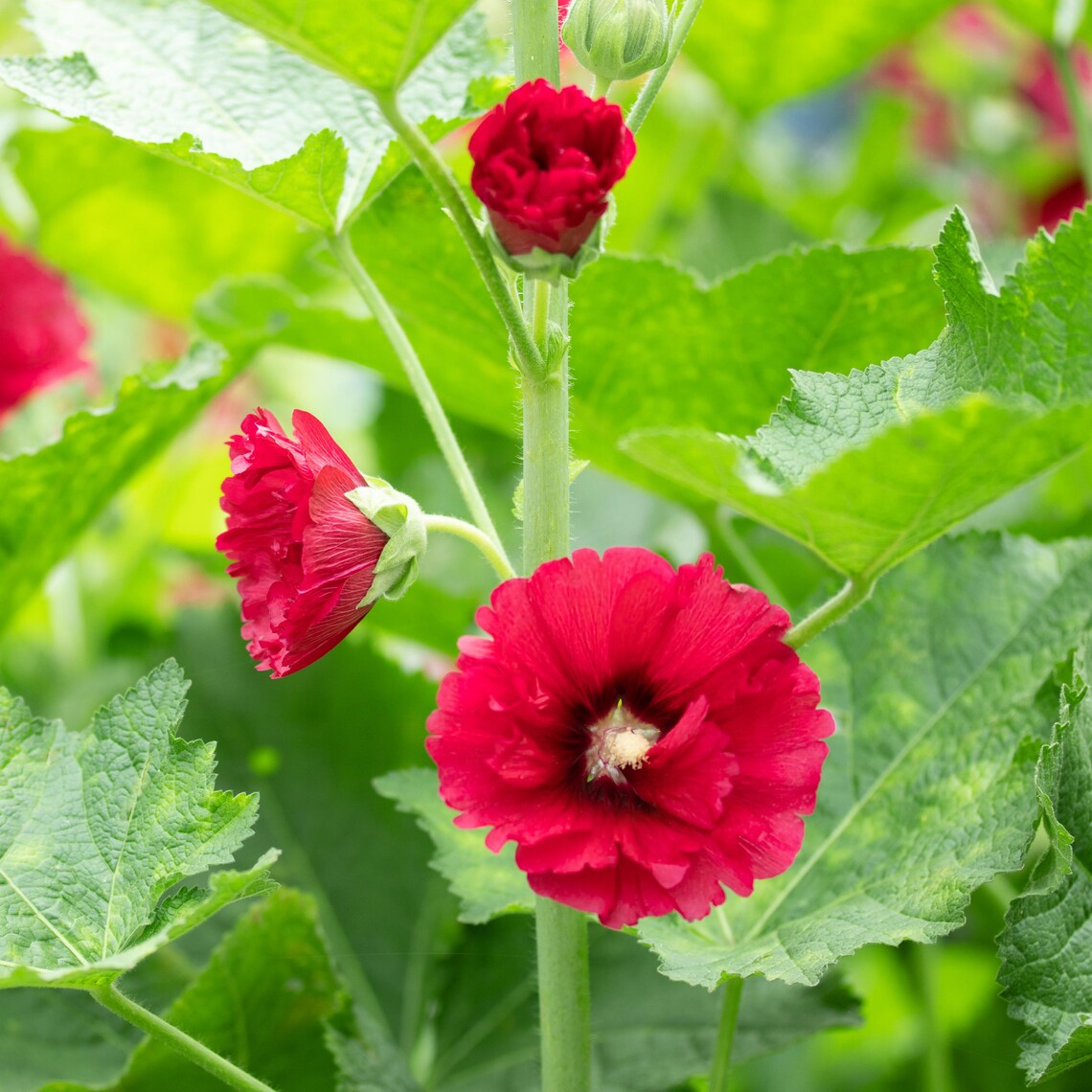 Mars Magic Light Red Hollyhock - Alcea Rosea Seeds - Perennial ...