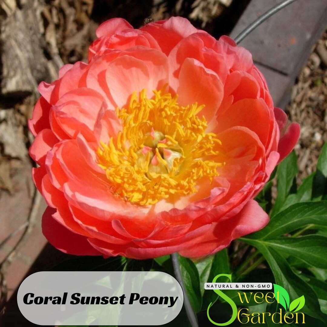 10+ Seeds| Coral Sunset Peony Collection Seeds - Perennial - Authentic ...