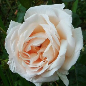 Prairie Star Hardly Rose Seeds - Perennial - Authentic Seeds - Flowers ...