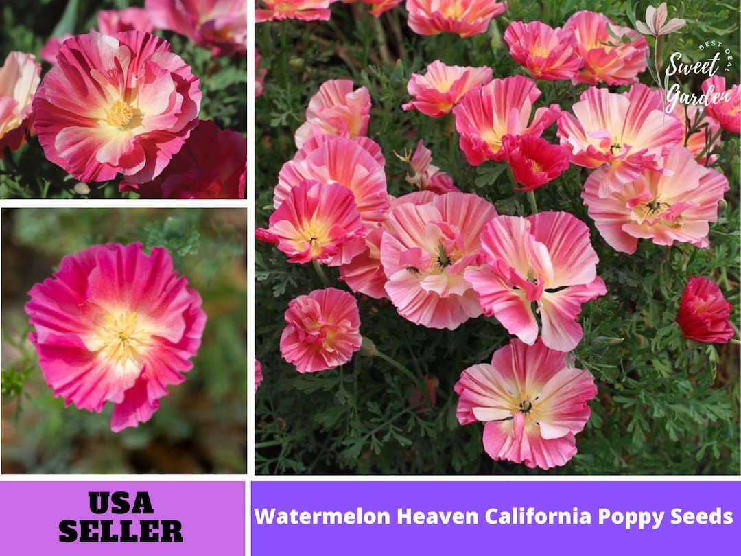 Watermelon Heaven California Poppy Seeds Authentic Open-pollinated ...