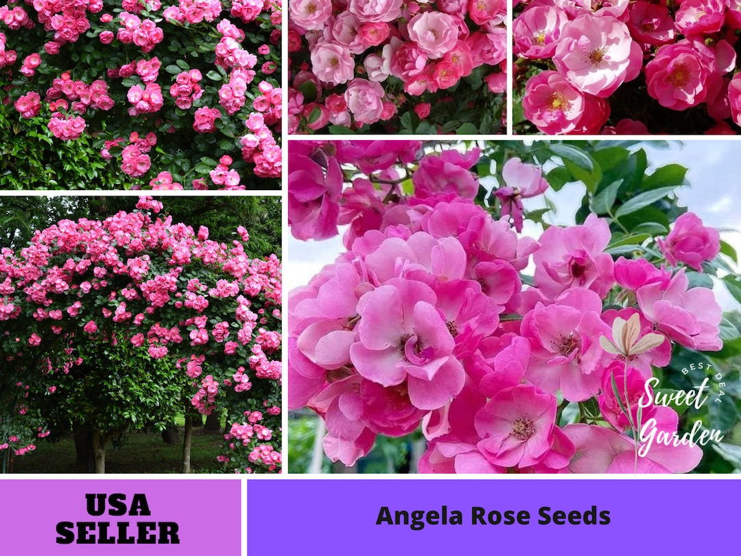 Angela Rose Seeds Perennial Authentic Seeds Flowers Easy to Grow ...