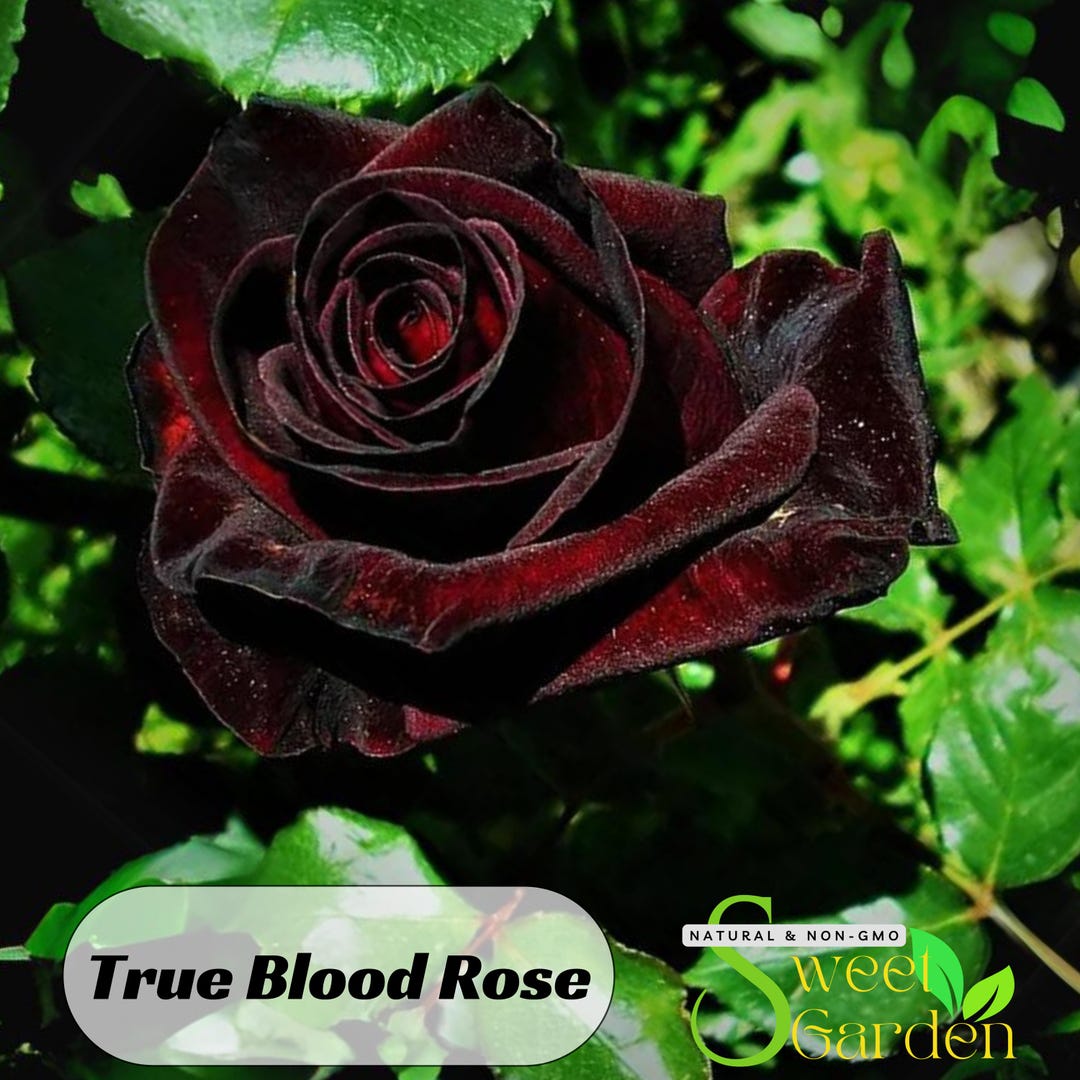 True Blood Rose Seeds Red Black - Perennial - Authentic Seeds - Flowers ...
