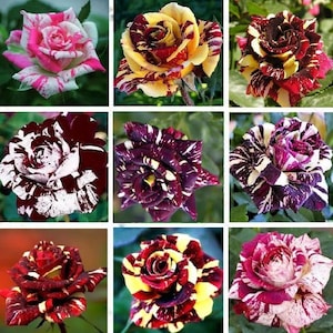 Muti Color Mix Rose Seeds Perennial authentic Seeds-flowers organic ...