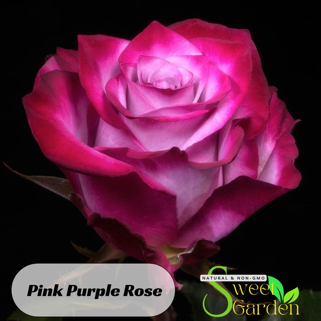 Pink Purple Rose Seeds- Perennial - Authentic Seeds - Flowers - Easy to ...