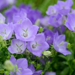 Campanula Carpatica - Perennial -authentic Seeds -vegetable Seeds-mix ...