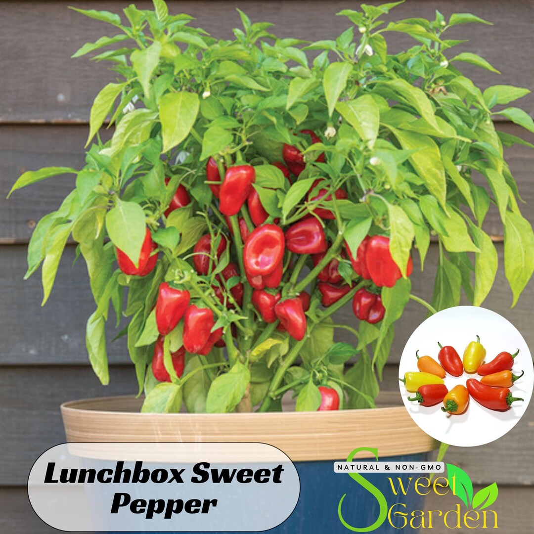 30 Seeds| Lunchbox Sweet Pepper Seeds - Perennial -authentic Seeds ...