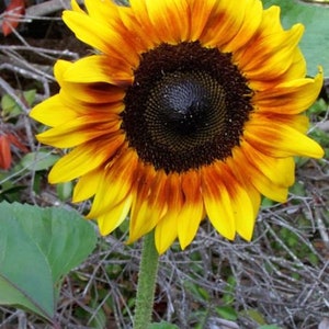 Yellow and Brown Firecracker Sunflower Seeds perennial authentic Seeds ...