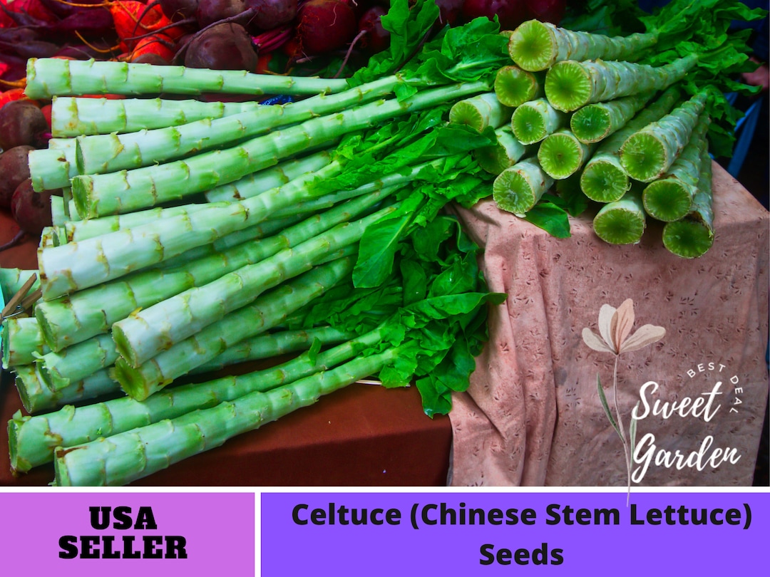 25 Seeds Celtuce chinese Stem Lettuce Seeds perennial authentic Seeds ...