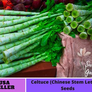 25 Seeds Celtuce chinese Stem Lettuce Seeds perennial authentic Seeds ...