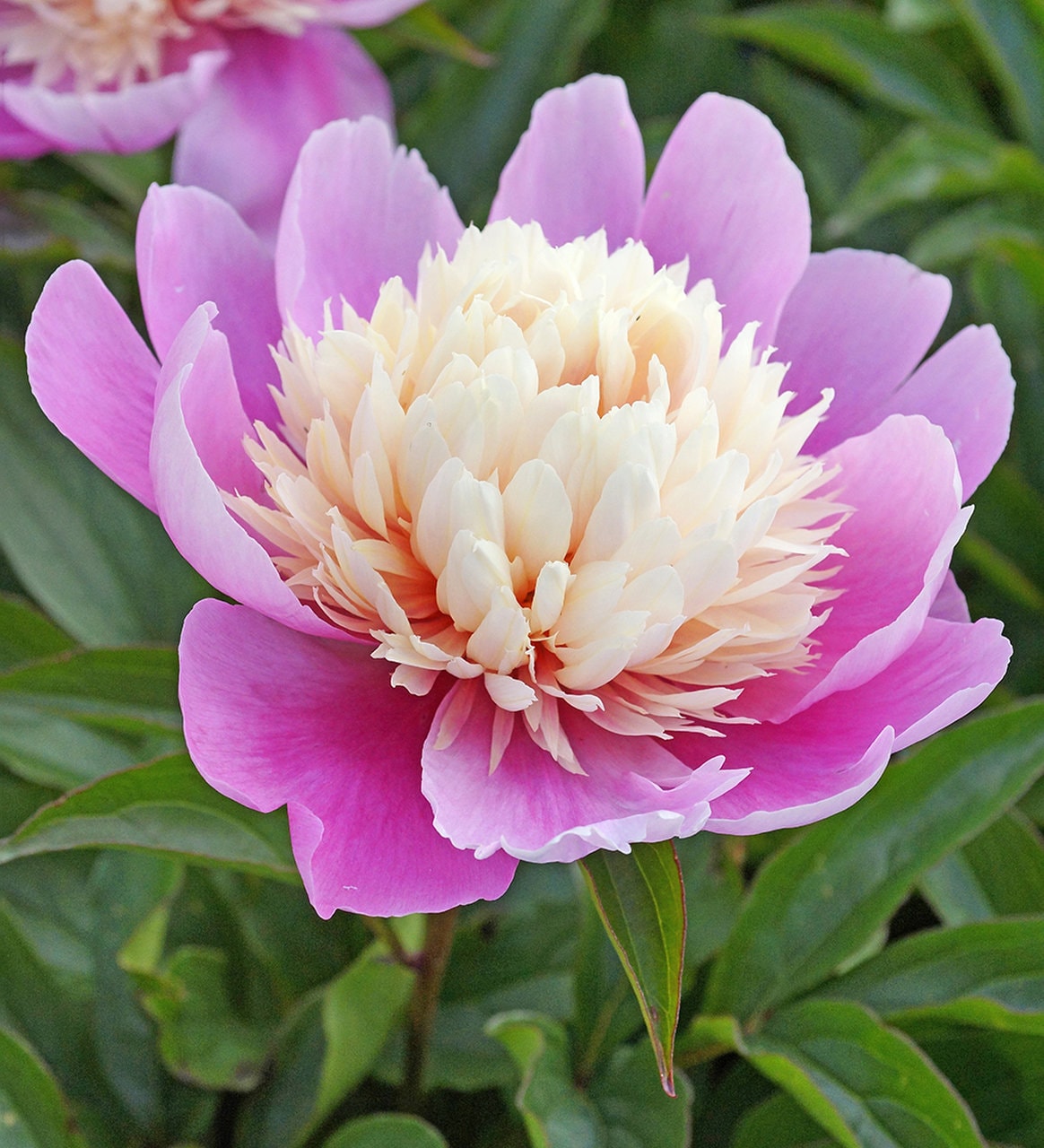 10+ Seeds| Lady Liberty Peony Seeds - Perennial - Authentic Seeds ...