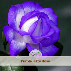 Purple Haze Rose Seeds - Authentic Perennial Climbing Flowers - Etsy