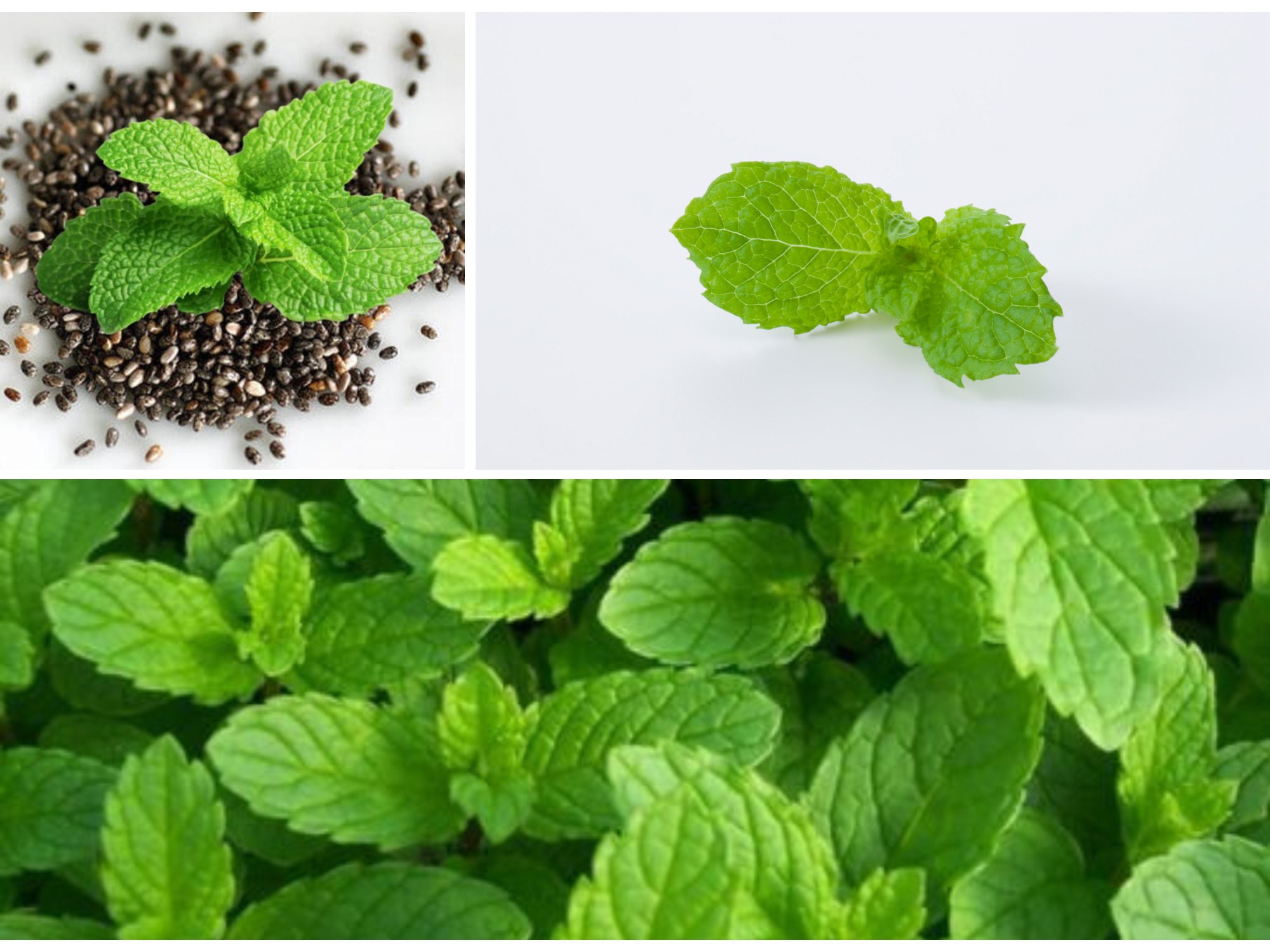 80 Seeds Mentha Spicata Seeds Authentic Seeds - Etsy