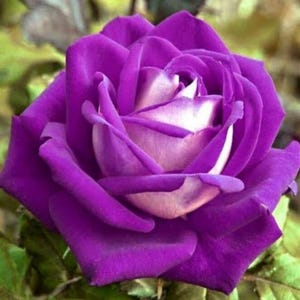 Purple Haze Rose Seeds - Perennial - Authentic Seeds - Flowers - Easy ...