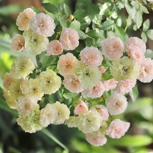 Green Ice Rose Seeds - Authentic Non-gmo Perennial Flowers - Etsy