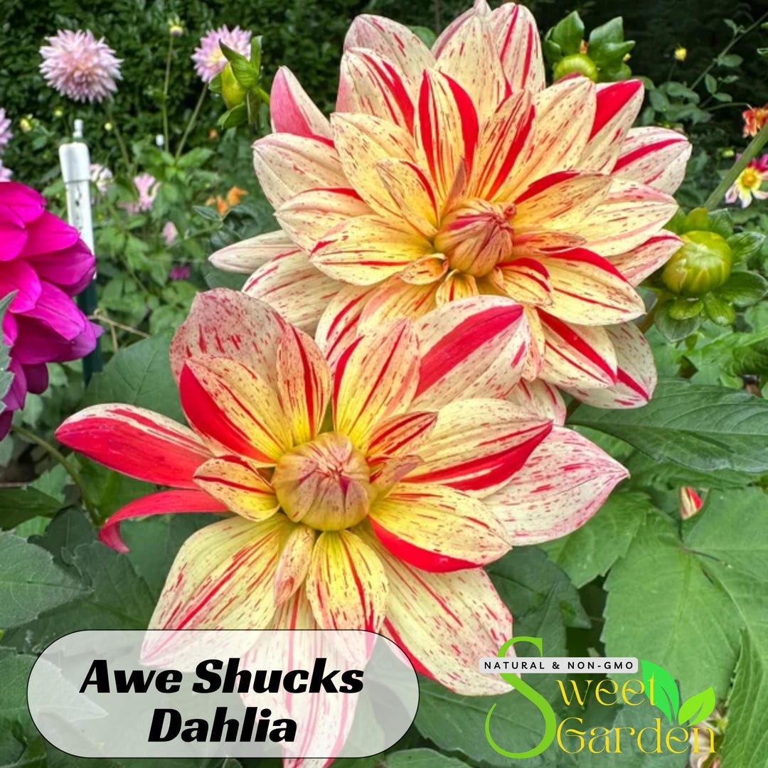 Awe Shucks Dahlia Seeds - Perennial - Authentic Seeds - Flowers ...