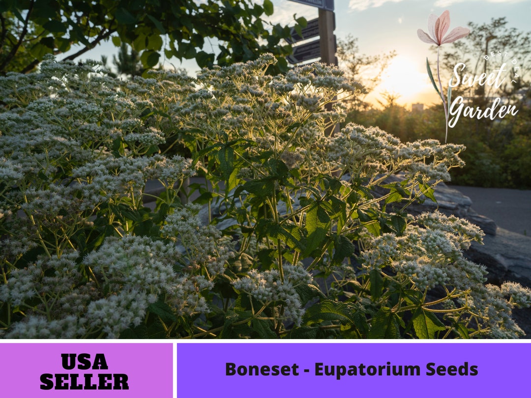 105 Seeds Boneset Eupatorium Seeds Herbs Authentic Vegetable Asian Garden Fruit Seeds-organic ...