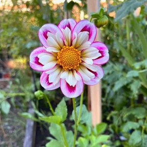 Bumble Rumble Dahlia Seeds - Perennial - Flowers - Clumping - Dahlia ...