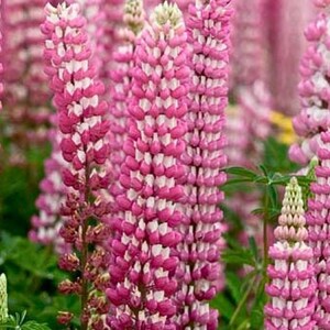 Lupinus ‘the Chatelaine’ (lupine) Seeds- Lupinus - Bluebonnet ...