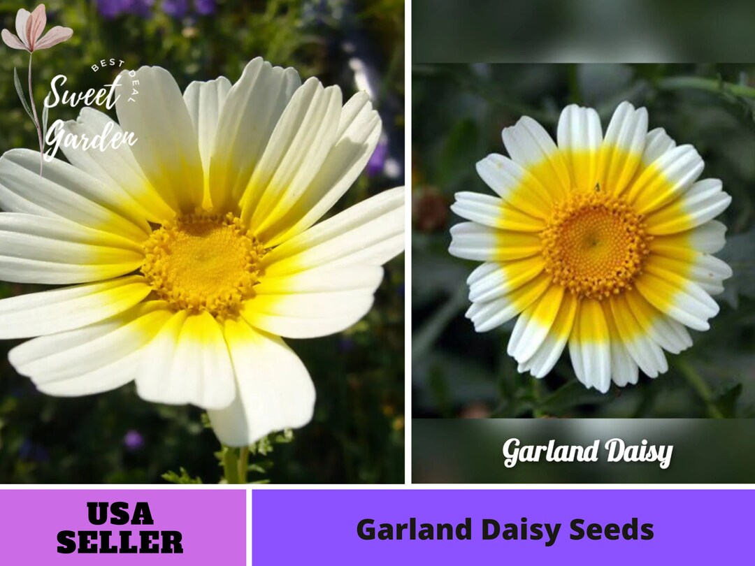 Garland Daisy Seeds Perennial Authentic Seeds Daisy Flowers Asteraceae ...