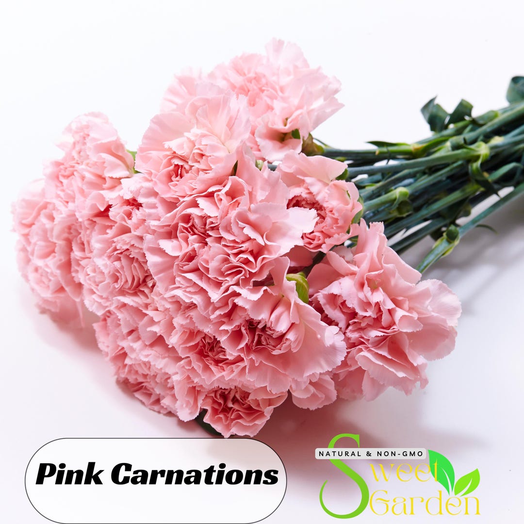 Pink Carnations - Dianthus Seeds - Authentic Seeds - Dianthus ...