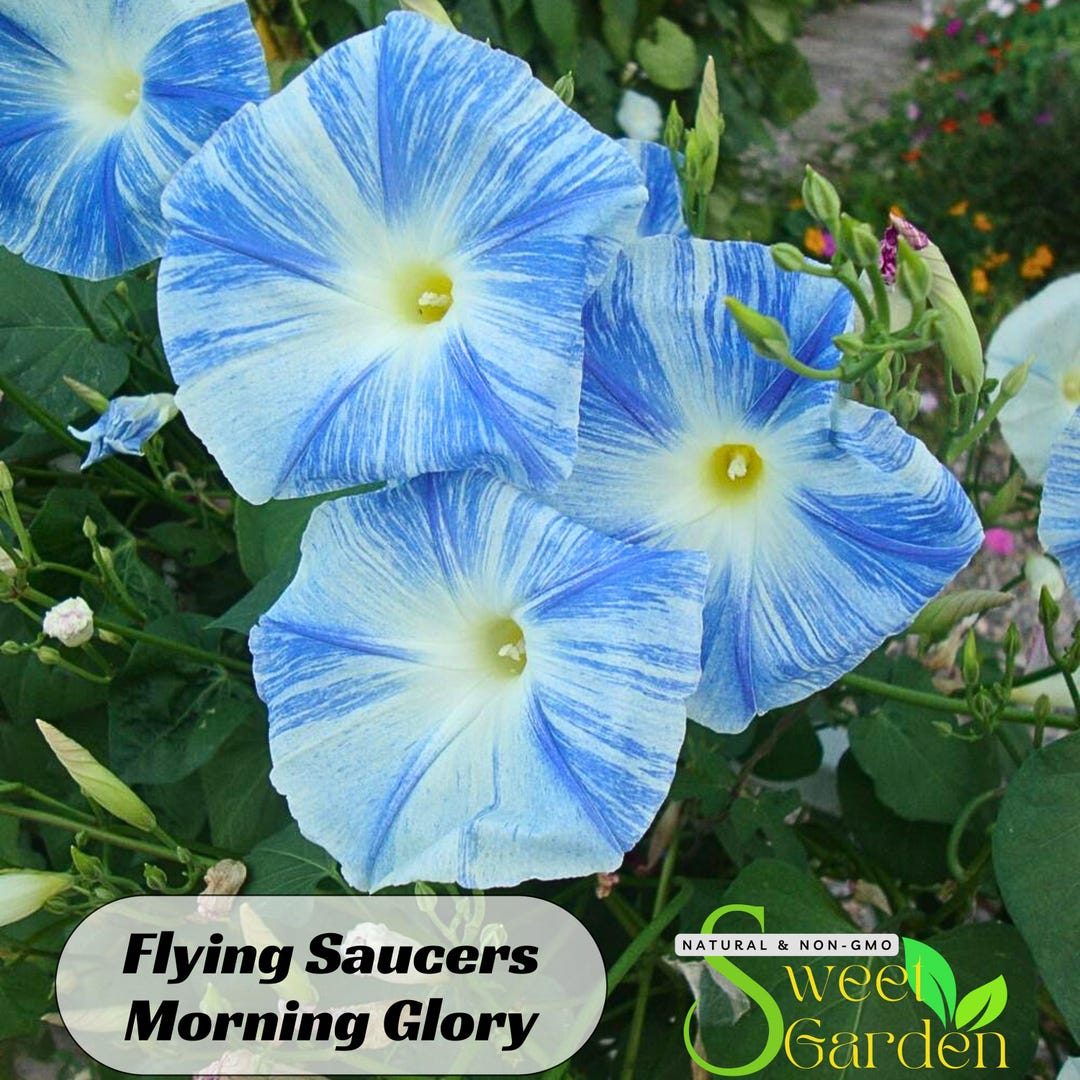 Flying Saucers Morning Glory Seeds - Authentic Seeds, Annual, Flowers ...