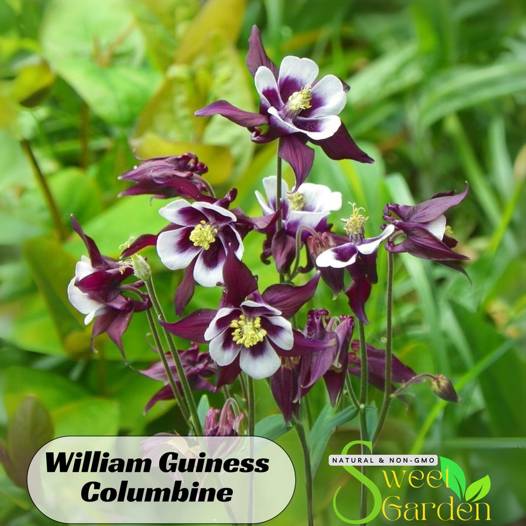 William Guiness Columbine Seeds - Cold Resistant - Deciduous - Potted ...