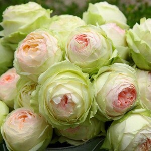 Dancing Queen Rose Seeds – Authentic Perennial Climbing Flowers - Etsy