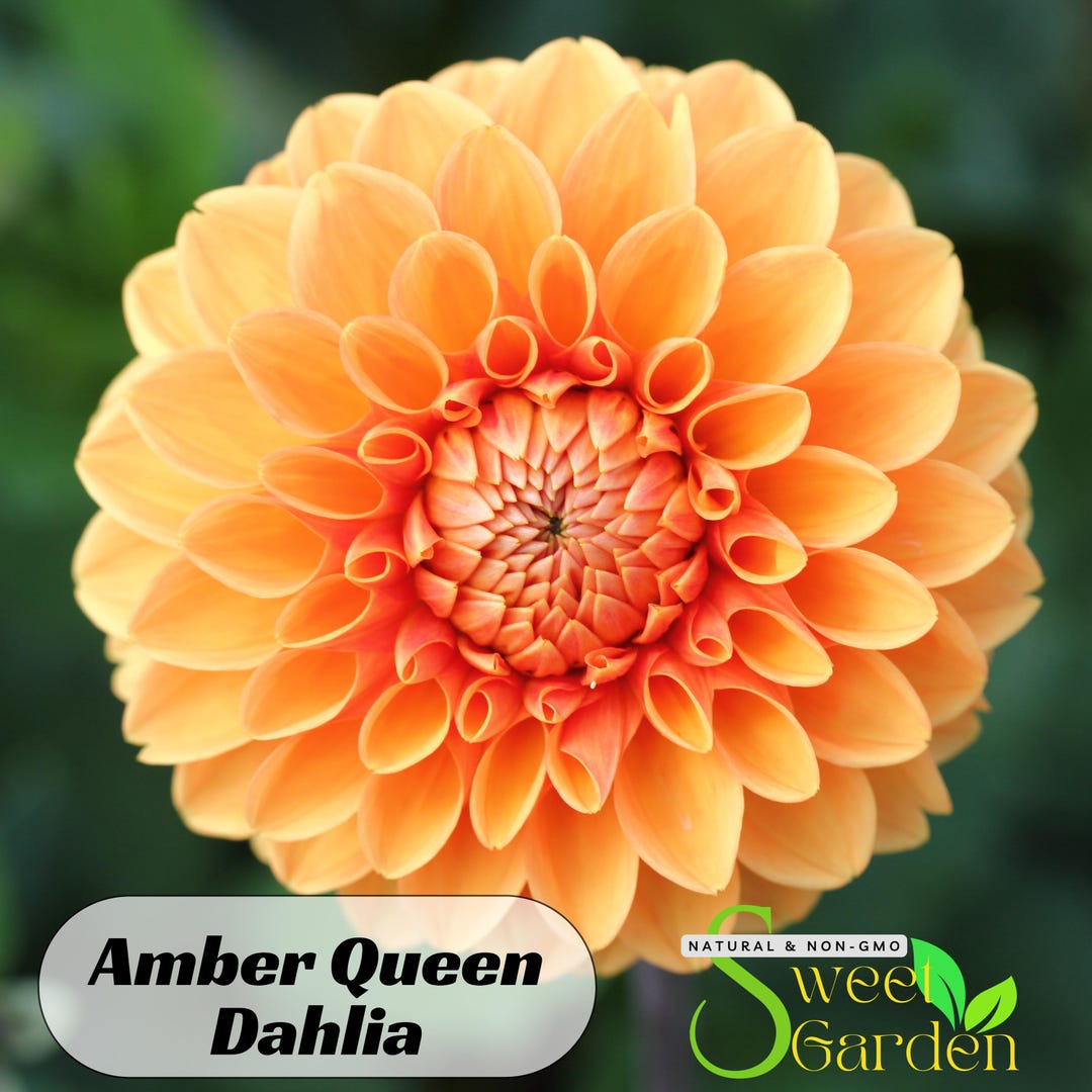 Orange Amber Queen Perennial Dahlia Seeds - Perennial - Authentic Seeds - Flowers - Garden ...