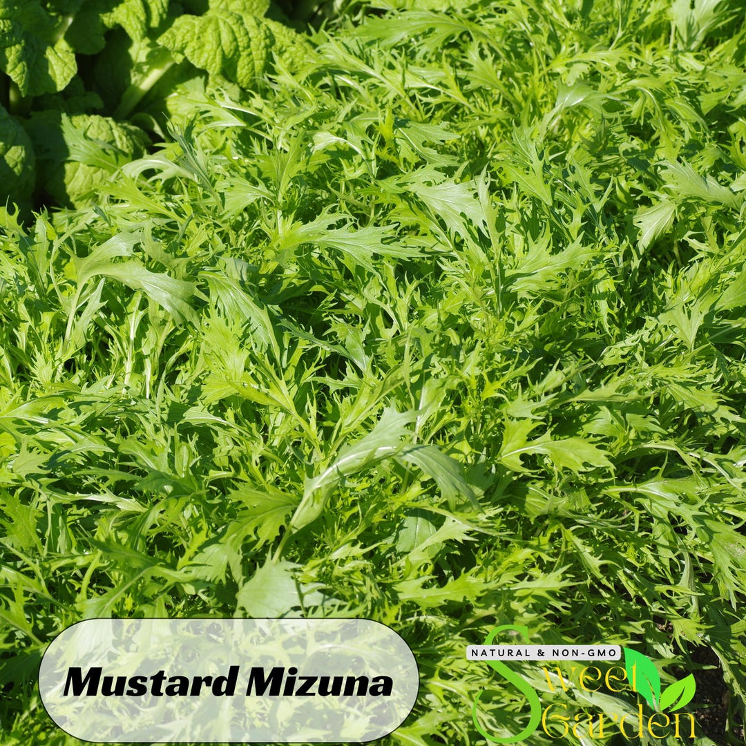 40 Seeds| Mizuna Mustard Seeds -perennial -authentic Seeds-flowers ...