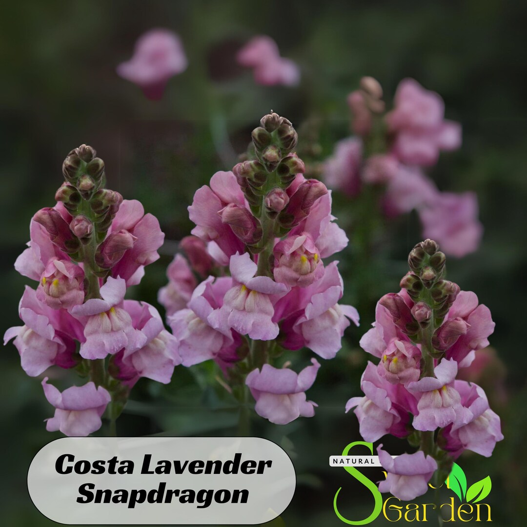 Costa Lavender Snapdragon Seeds - Cold Resistant -attracts Pollinators ...
