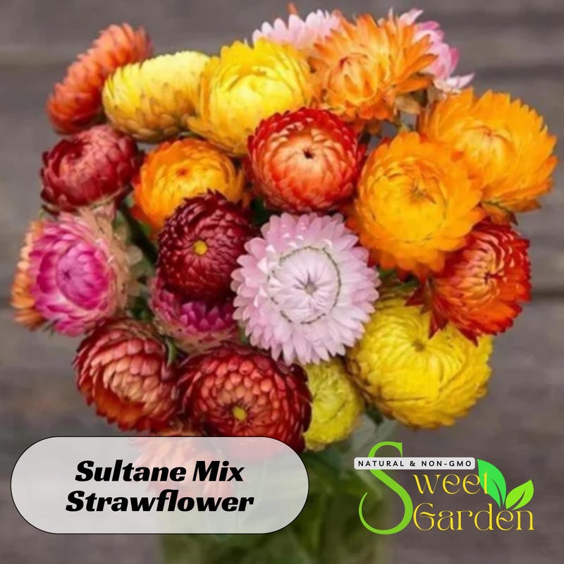 Strawflowers - Etsy