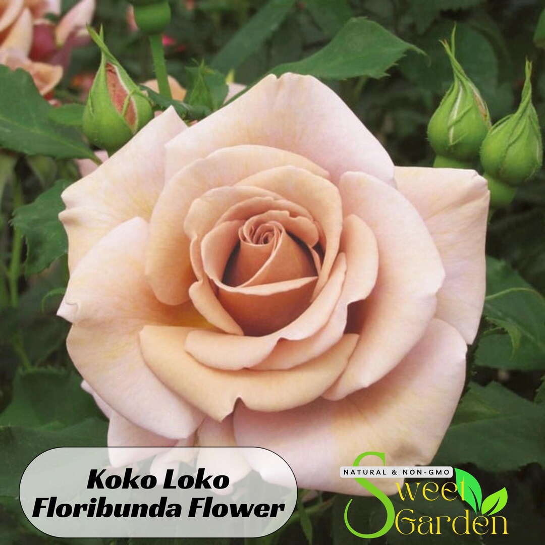 Koko Loko Floribunda Rose Seeds - Perennial - Authentic Seeds - Flowers ...