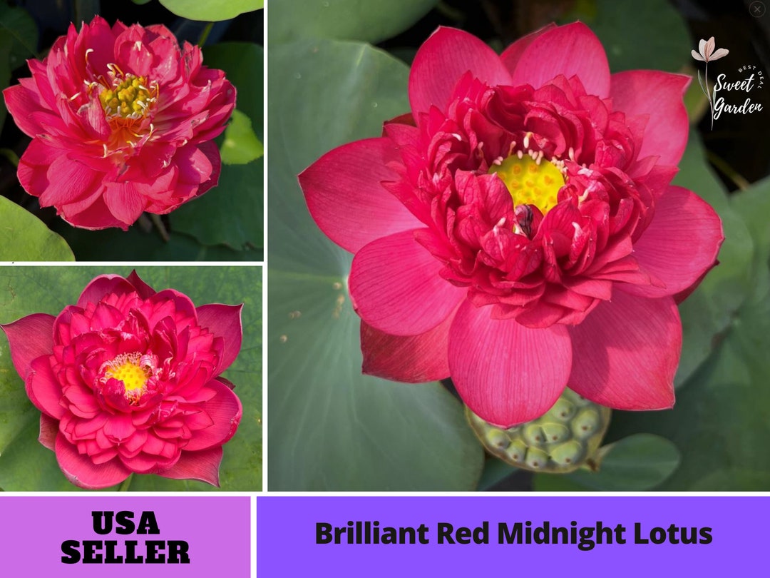 5 Rare Seeds Brilliant Red Midnight Lotus Seeds Red Commander Lotus ...