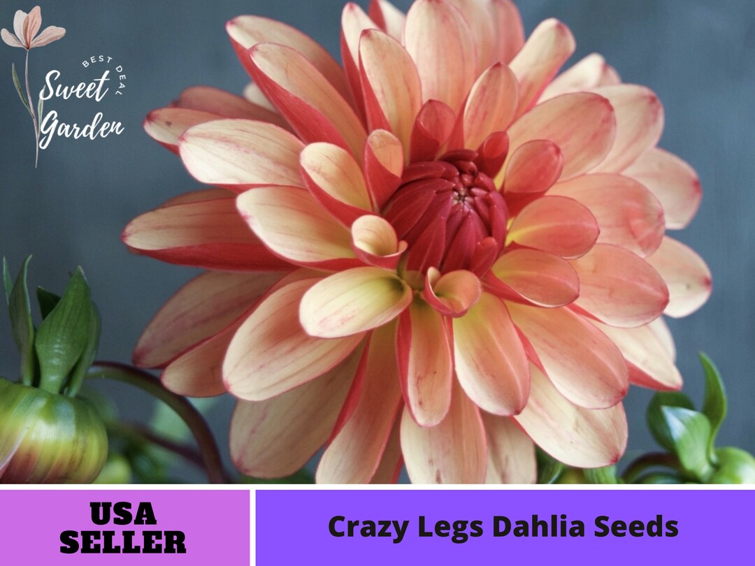 40 Seeds Crazy Legs Dahlia Seeds-perennial authentic - Etsy