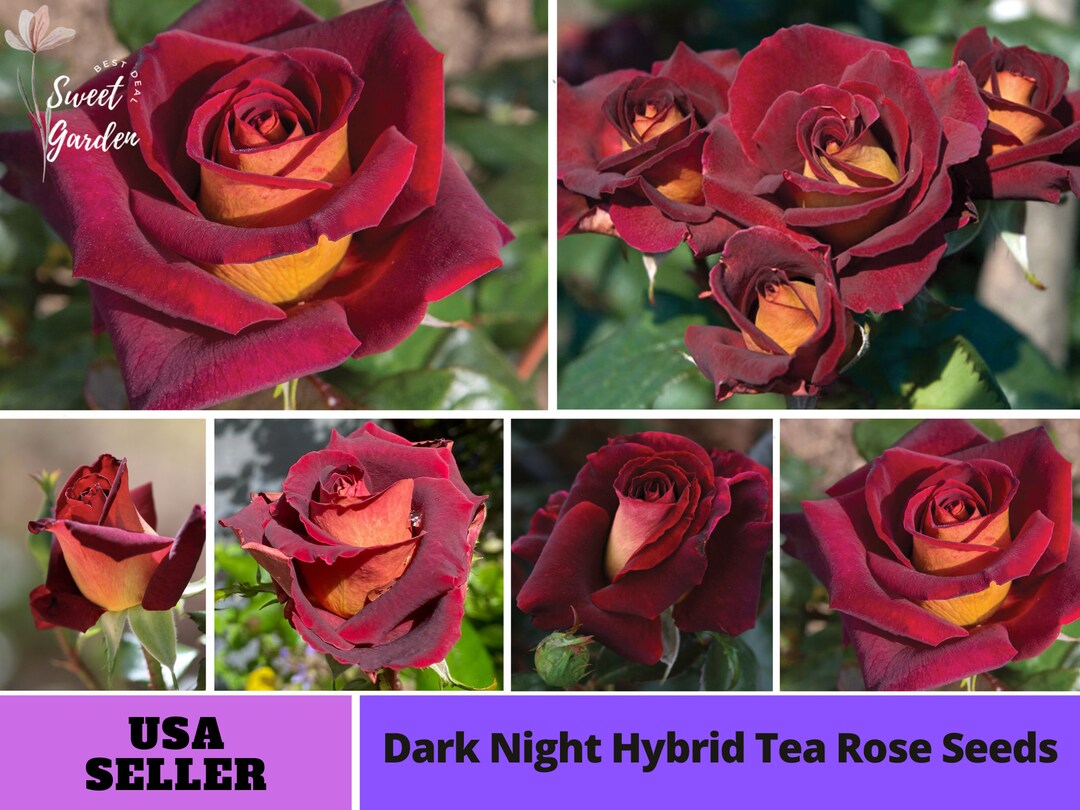 Rose Black Night Hybrid Tea Variety Seeds Perennial authentic Seeds ...