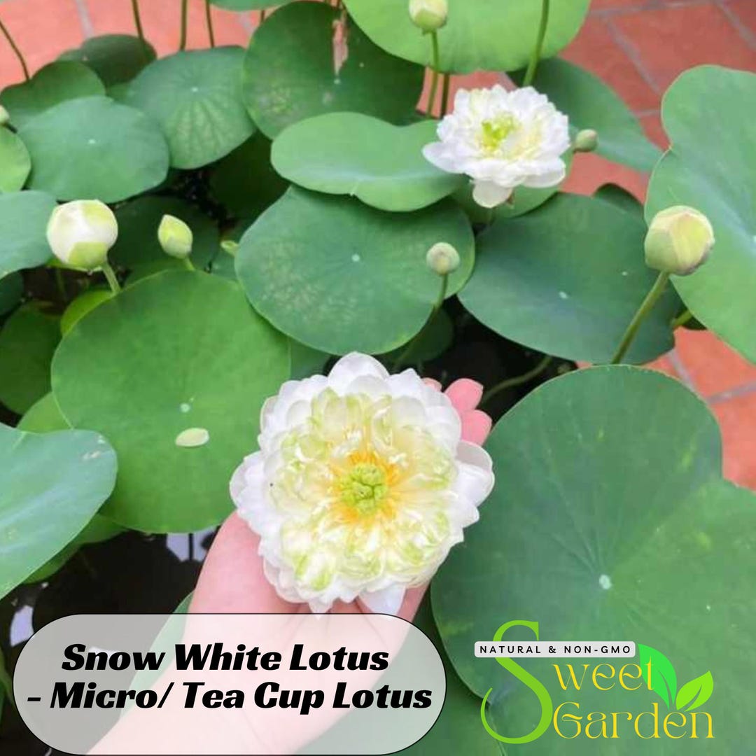 5+ Rare Seeds| Snow White Lotus Seeds- Micro/ Tea Cup Lotus - Indian ...