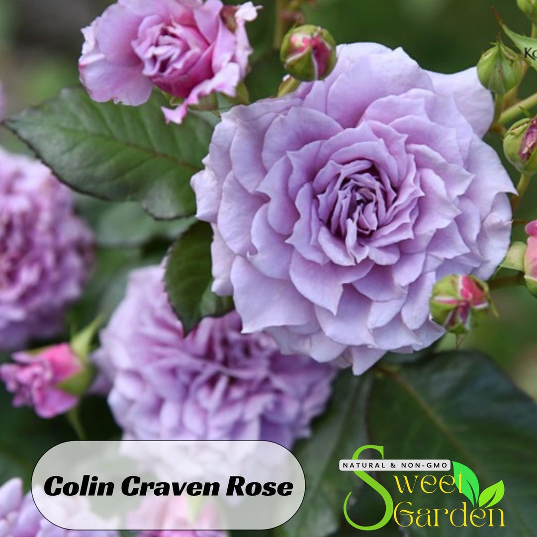 コリン クレイヴン - Colin Craven Rose Seeds - Perennial - Authentic Seeds ...